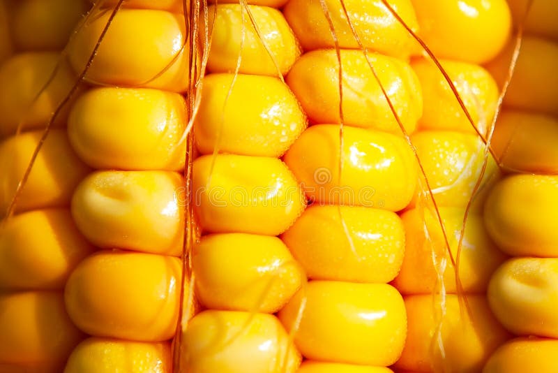Corn, Close-up of Corn Kernels on the Cob, on the Field. Stock Image ...
