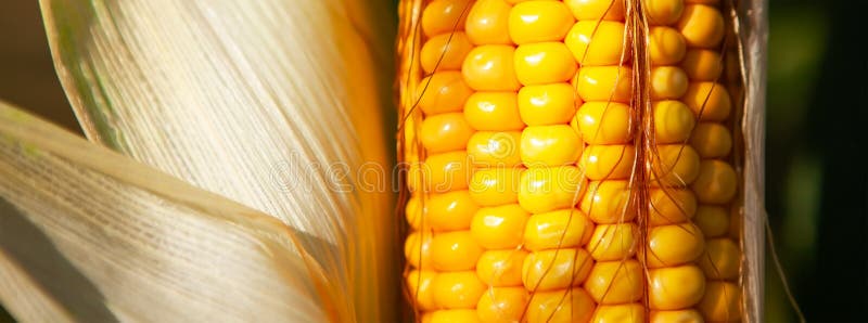 Corn, Close-up of Corn Kernels on the Cob, on the Field. Stock Image ...