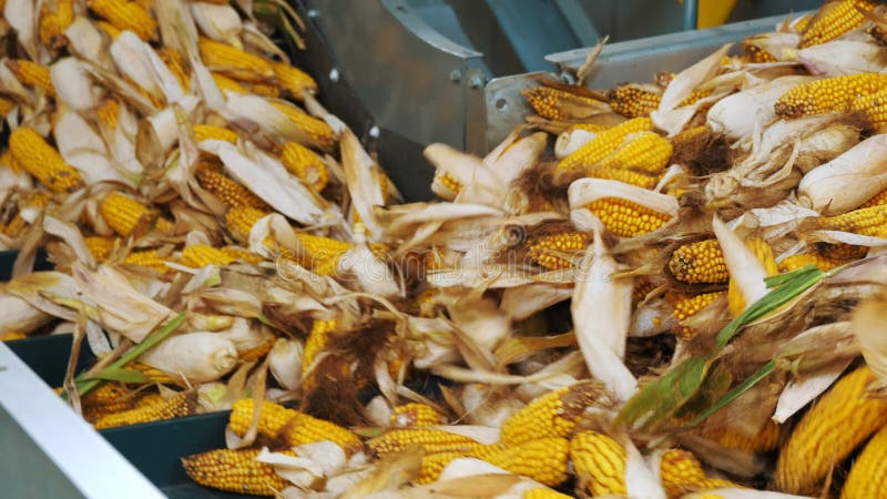 Corn. Close-up. Corn Seeds Production. Corn Processing Factory. an ...