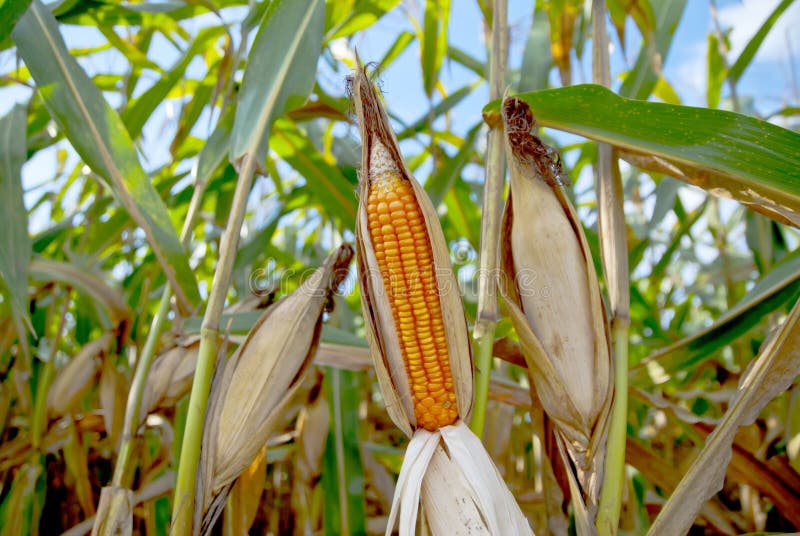Corn Close Up from Thailand Stock Image - Image of closeup, produce ...