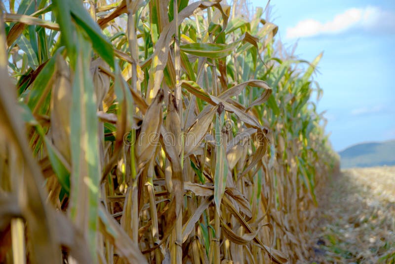 Corn Close Up from Thailand Stock Image - Image of maize, farm: 98584865