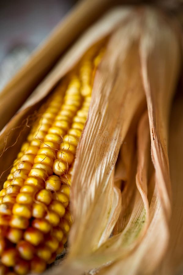 Corn close-up. stock photo. Image of plant, healthy, harvesting - 29949984