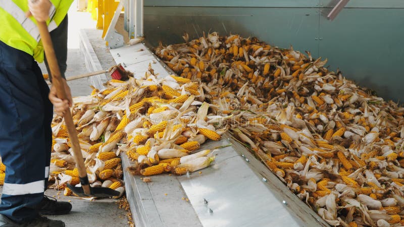 Corn. Close-up. the Worker Loads the Corn Cobs Scattered during ...