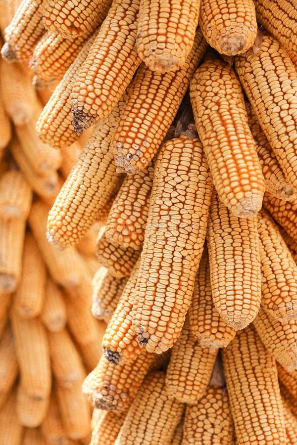 Corn stock photo. Image of healthy, abstract, sweetcorn - 41267176