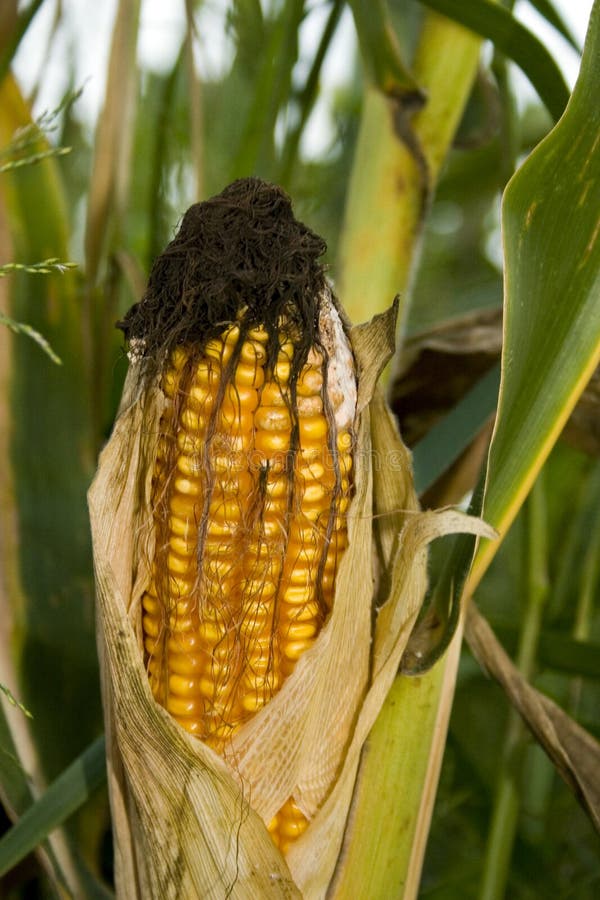 Corn as biomass stock image. Image of corn, bloom, cultivated - 16859219