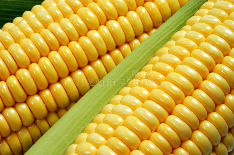 Corn Cut stock image. Image of husk, eating, corn, single - 9958671