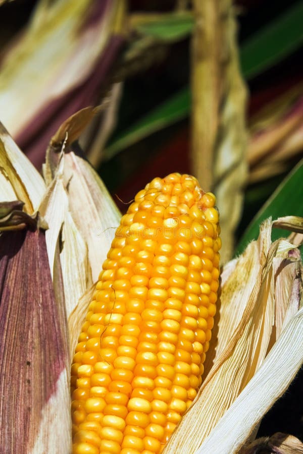 Corn rot stock image. Image of business, corn, decorative - 33759663