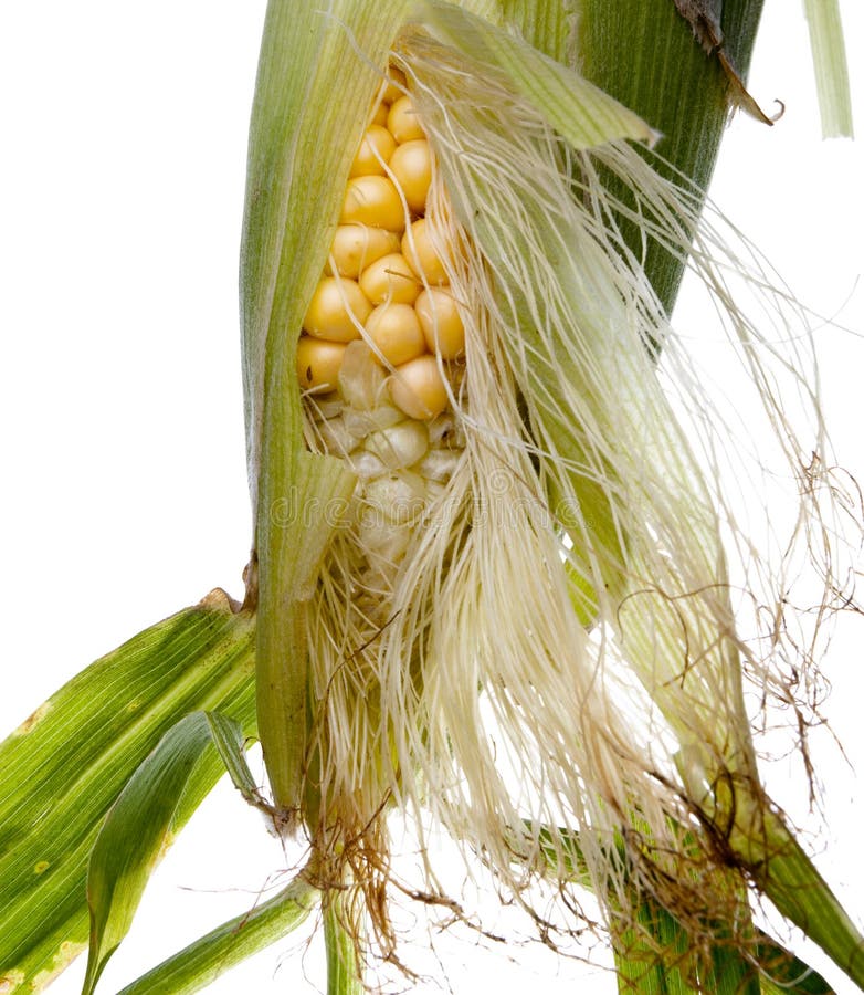 Corn on the cob stock image. Image of produce, natural - 11252257