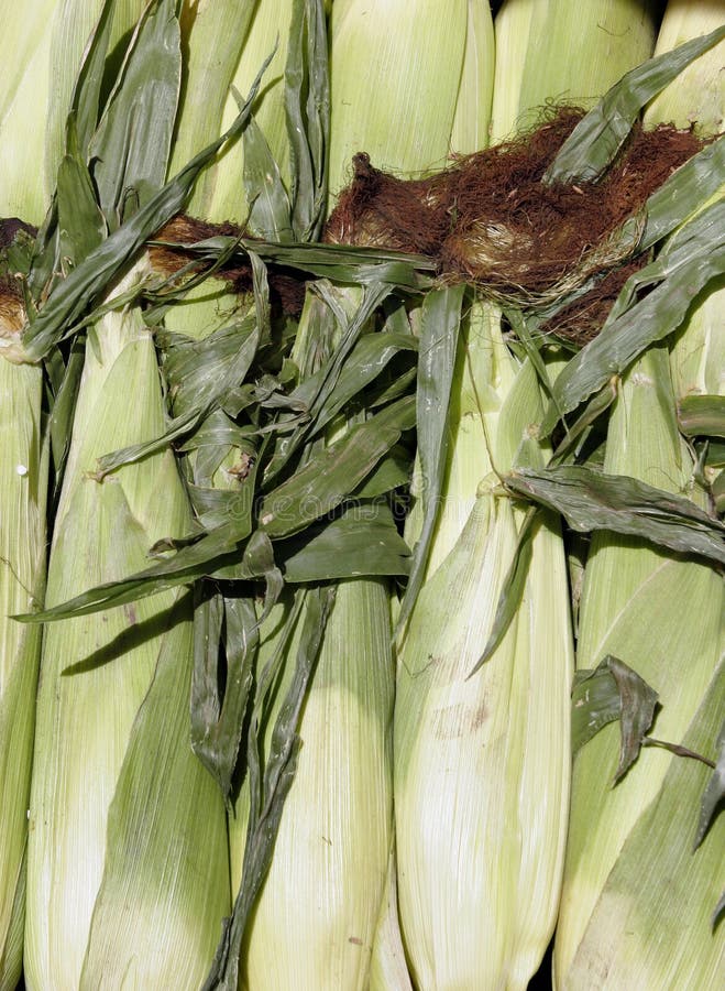 Corn on the cob stock photo. Image of produce, business - 12224406