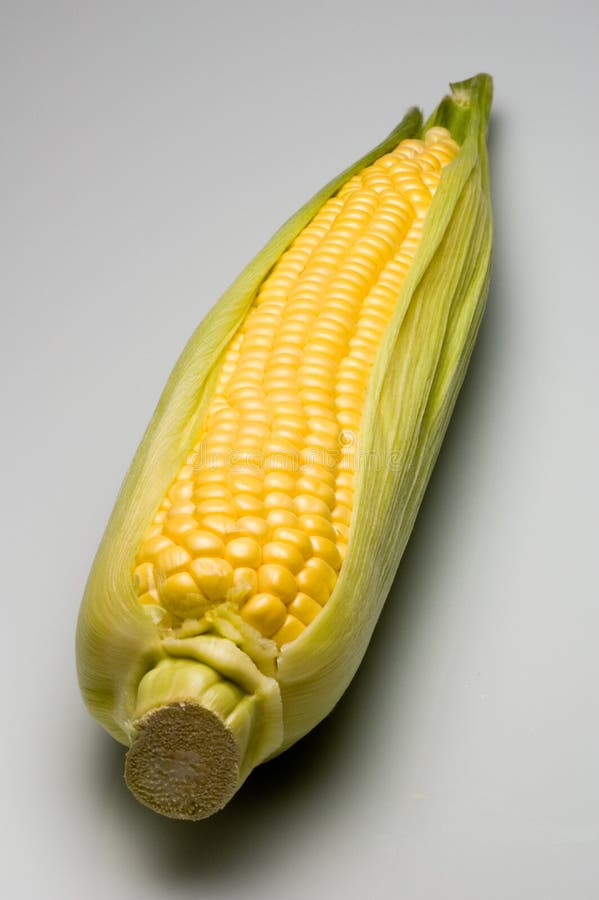 Corn on the cob stock photo. Image of corn, peeled, nutrients - 1237242