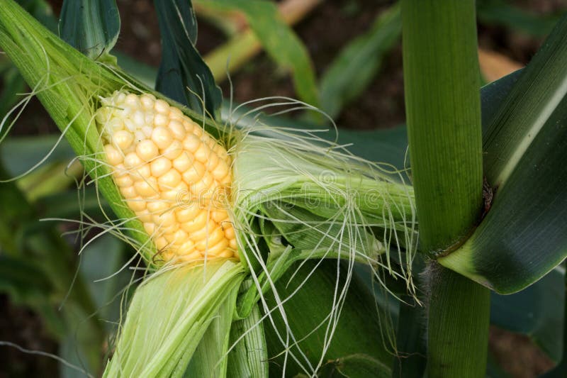 Corn cob stock photo. Image of vegetable, sweet, leaves - 1265844