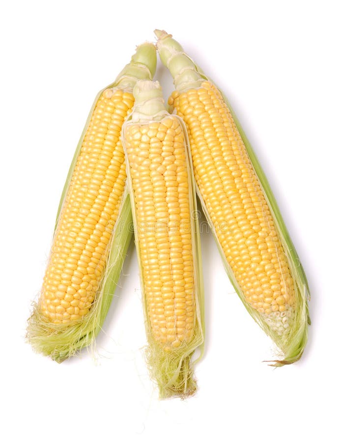 Corn Cob 2 stock image. Image of thanksgiving, nutritious - 1626861