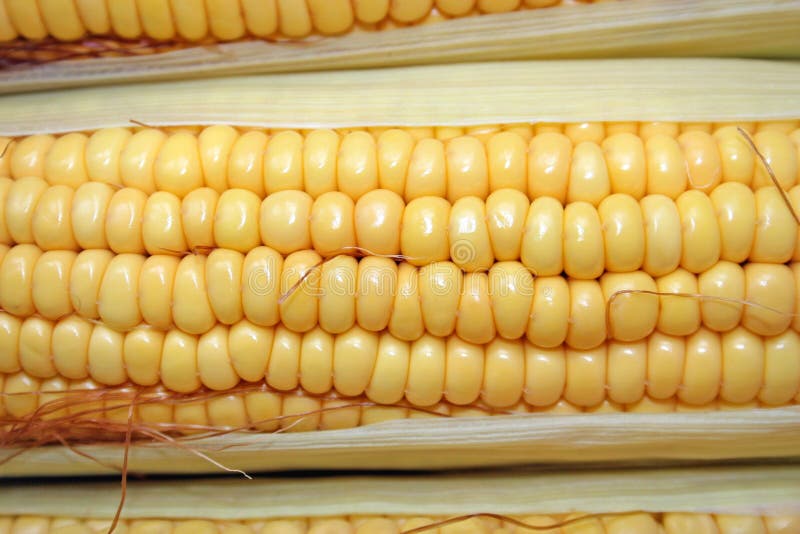 Corn Cob Picture. Image: 1563391