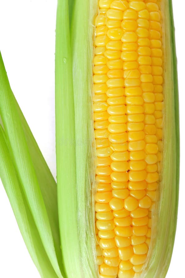 Corn Cob stock image. Image of closeup, diet, calorie - 16966593