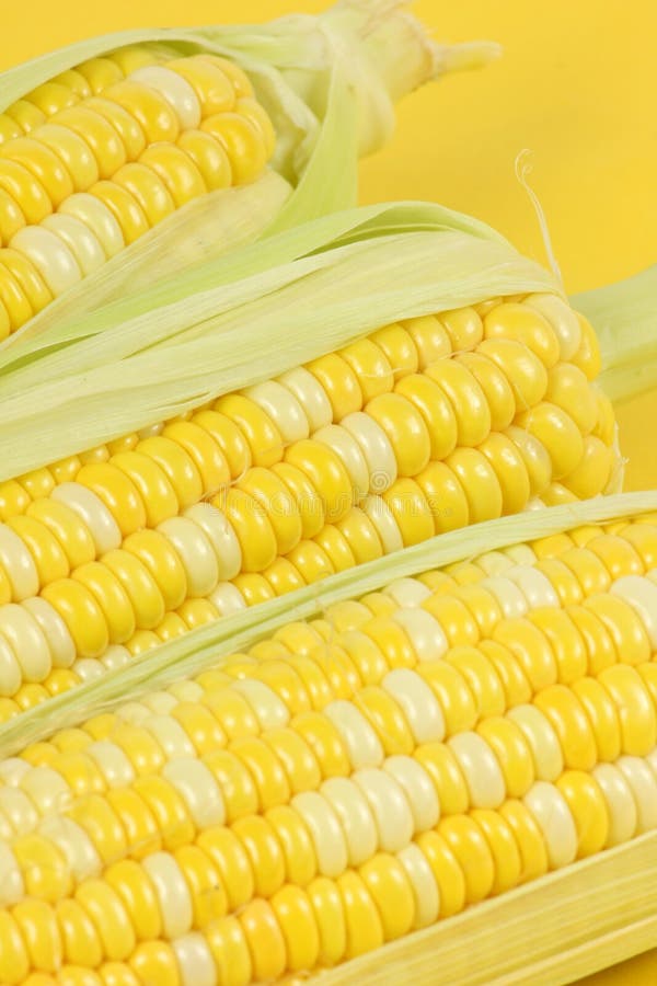 RED CORN COB stock photo. Image of vegetable, husk, masa - 21246490