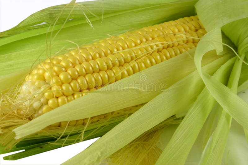 Corn on the cob stock photo. Image of healthy, food, shuck - 189028
