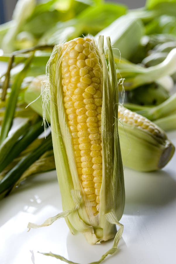 Newly planted garden stock photo. Image of raised, food - 4748420