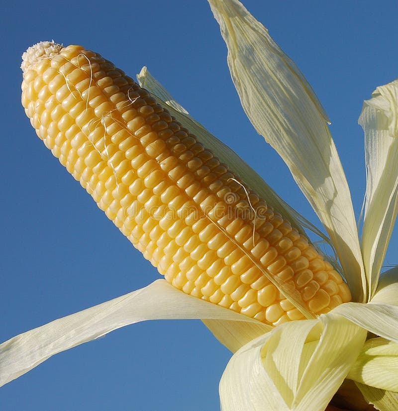 Autumn Corn / Bio-Fuel stock image. Image of agriculture - 1380099