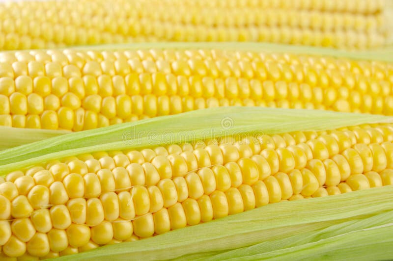Corn cob stock image. Image of agriculture, kernel, cuisine - 26115477