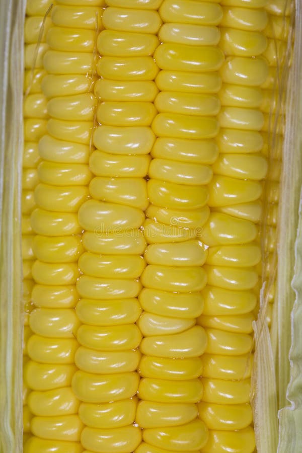 Corn cob stock photo. Image of diet, appetizing, closeup - 26513708