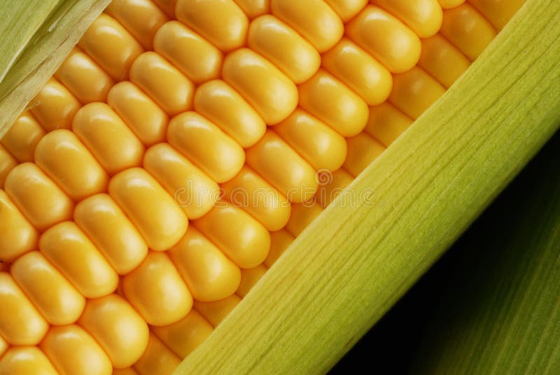 Corn cob stock photo. Image of autumn, object, forage - 26644624