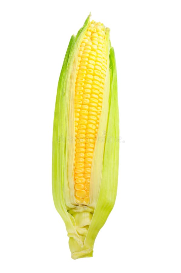 Corn cob stock photo. Image of corn, grain, fresh, closeup - 26673468