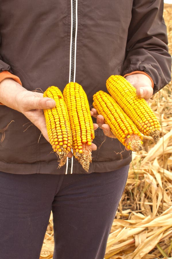 Corn cob stock photo. Image of cooking, farmer, fresh - 27284196