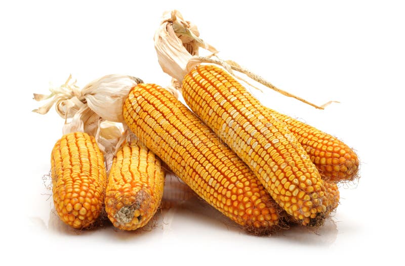 RED CORN COB stock photo. Image of vegetable, husk, masa - 21246490