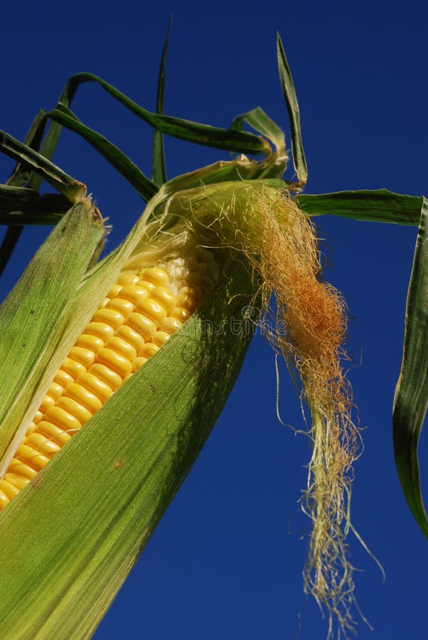 Corn on the Cob stock image. Image of yellow, series, vegetable - 2959919
