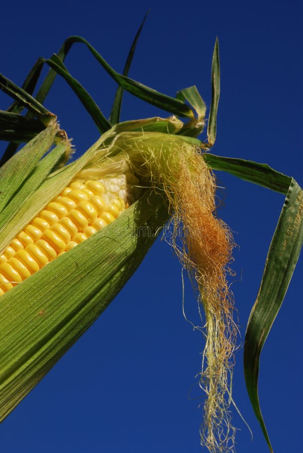 Corn on the Cob stock image. Image of summer, deep, corn - 3791463