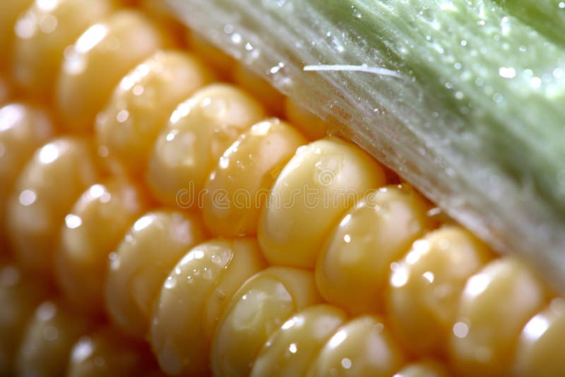 Corn Cob Picture. Image: 4366879
