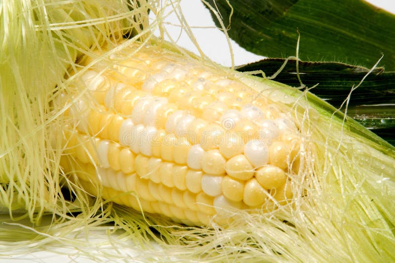 Corn bouquet stock photo. Image of photograph, american - 4416532