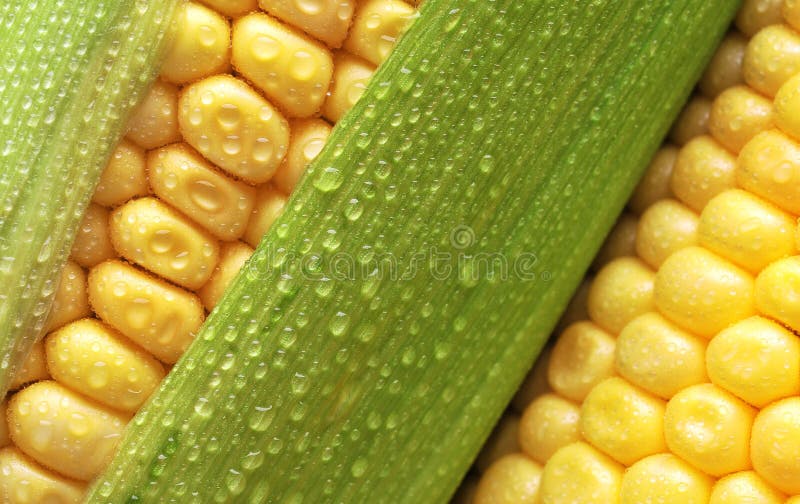 Corn cob stock photo. Image of yellow, grain, healthy - 6425914