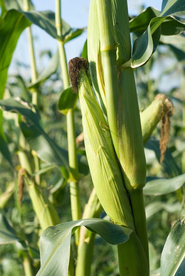 Corn-cob stock image. Image of foliage, corn, close, grain - 6524221