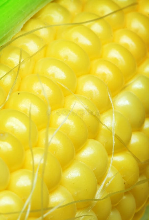 Corn cob stock photo. Image of background, nutrition, corn - 6528226