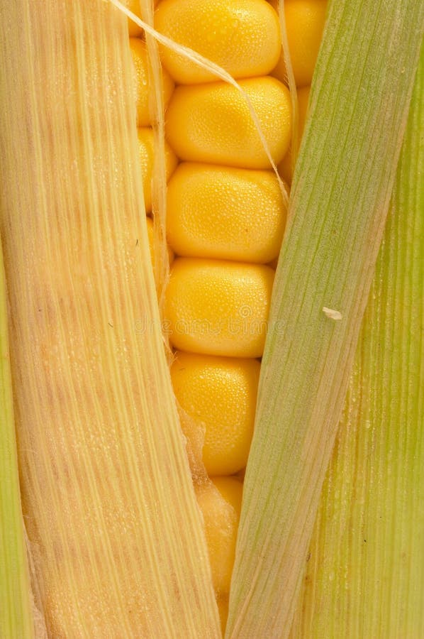 Corn on cob stock image. Image of ingredient, lifestyle - 771333