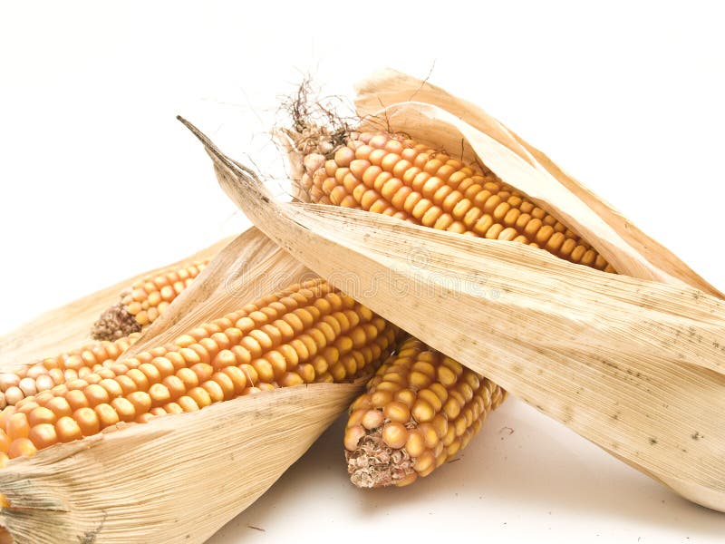 Gold Corn Picture. Image: 2478818