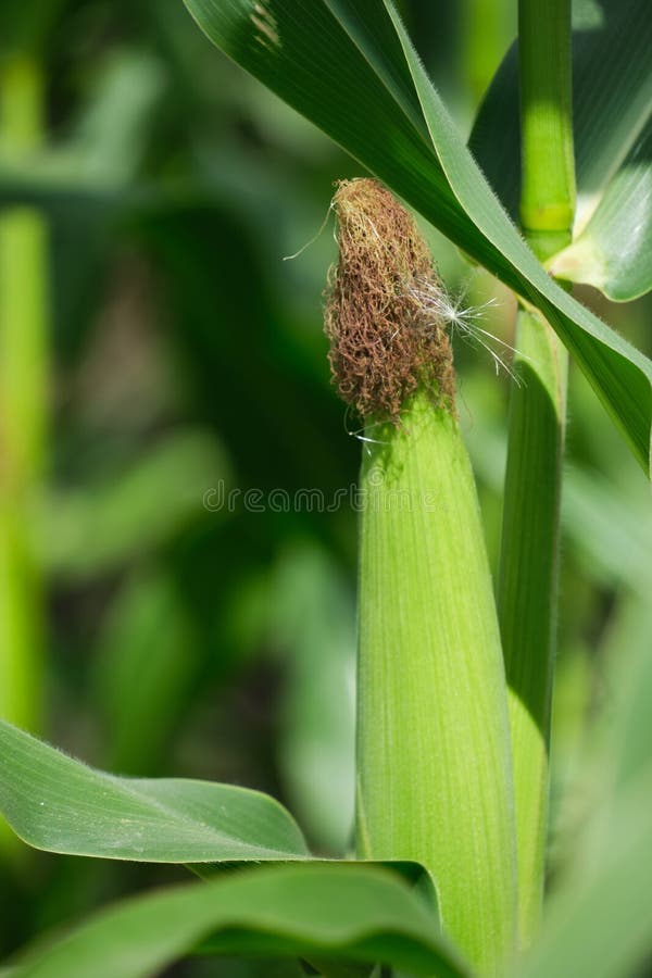 Corn Cob Background Green Leaves in Cornfield Stock Photo - Image of ...