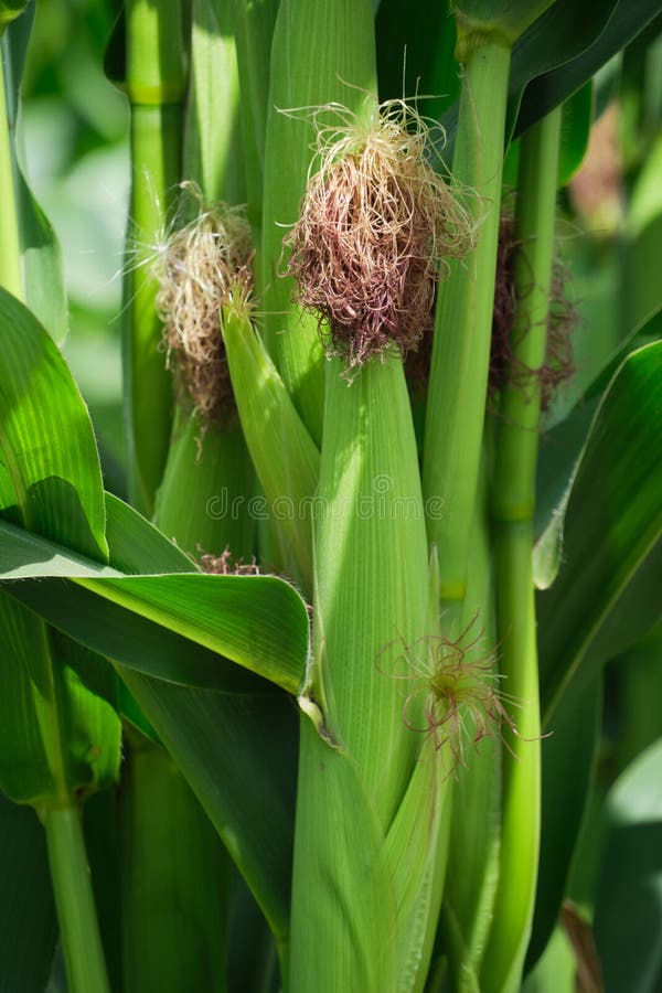 Corn Cob Background Green Leaves in Cornfield Stock Photo - Image of ...