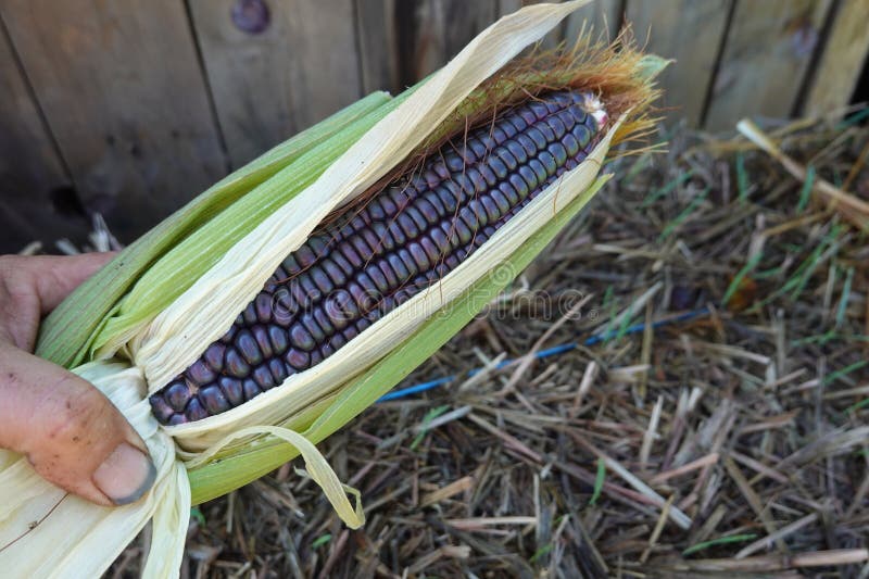Corn Cob is Hanging from a String Stock Image - Image of autumn, farmer ...