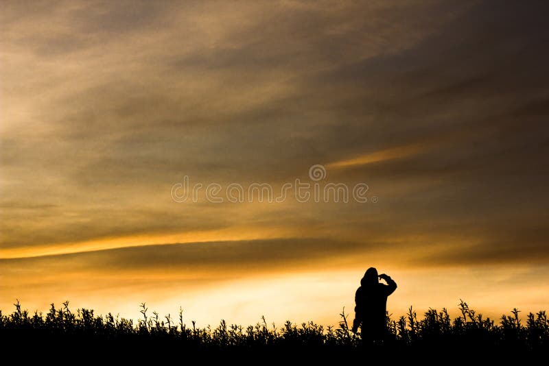 Corn on the Cob Boiled Corn Stock Image - Image of glod, landscape ...