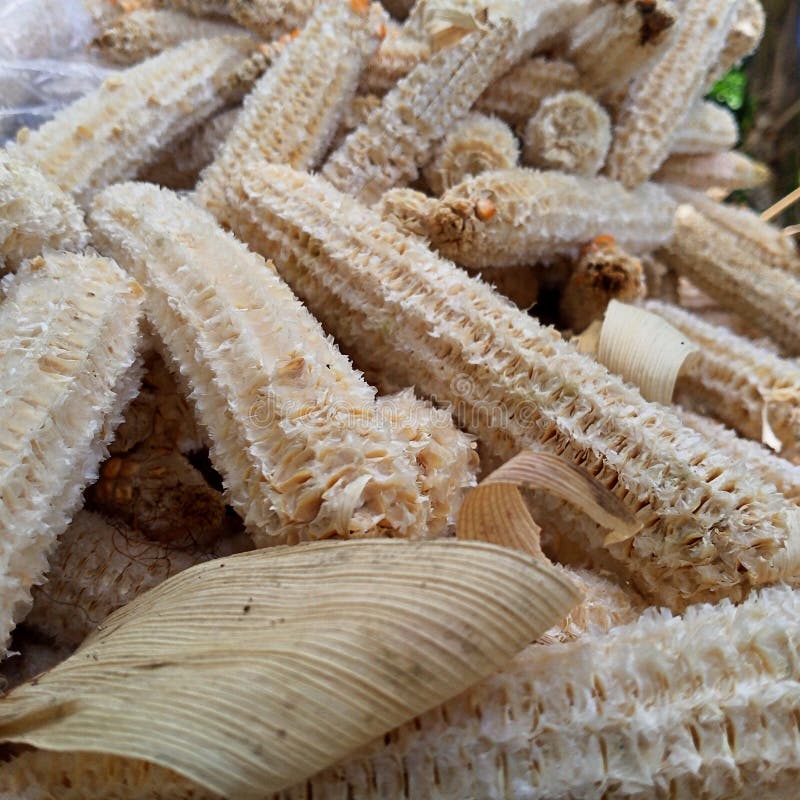 Corn Cob for Cattle and Goat Feed Stock Photo - Image of crop, dish ...