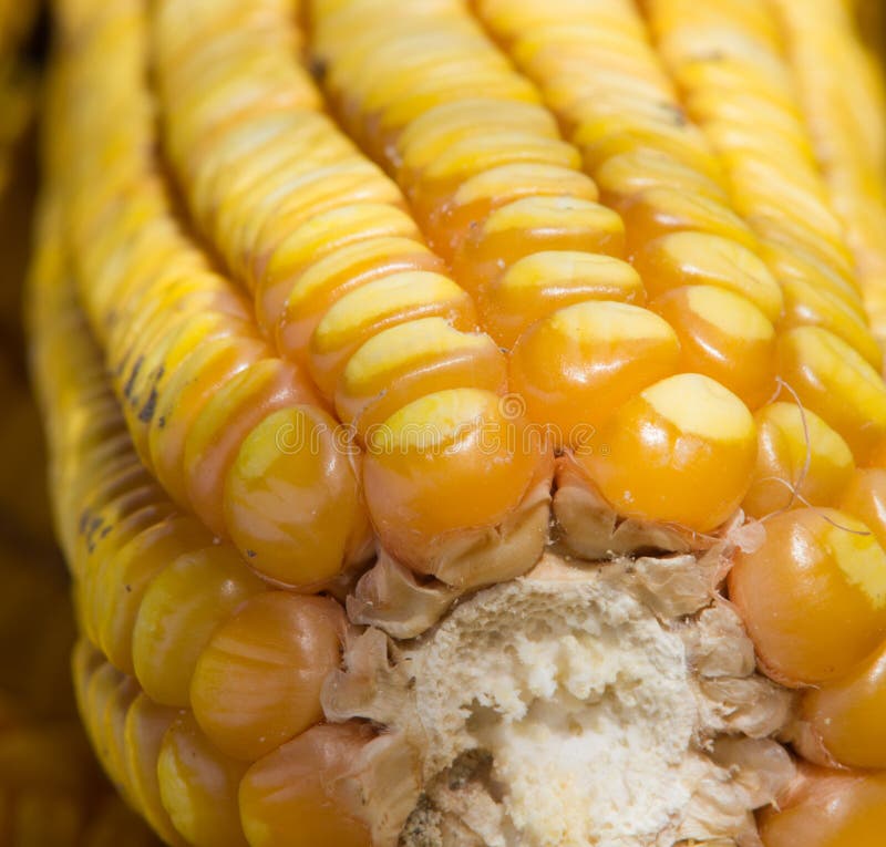 Corn cob stock photo. Image of grain, nature, sweet, natural - 33759638
