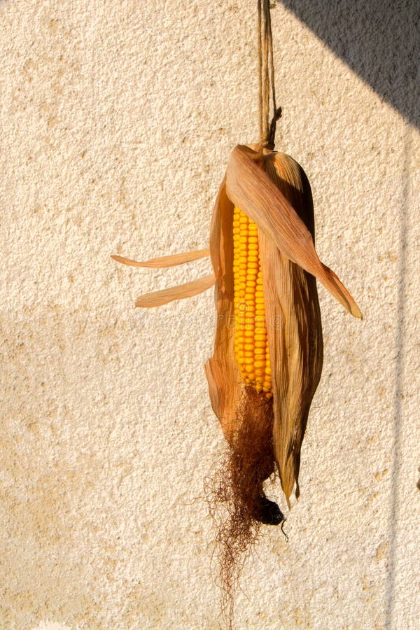 520 Corn Cob Wall Photos - Free & Royalty-Free Stock Photos from Dreamstime
