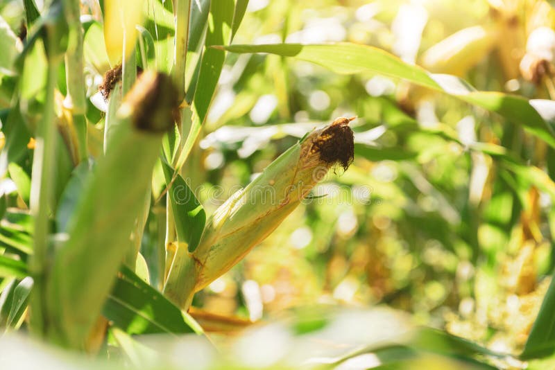 Corn on the Cob Close-up among a Field of High Corn Stock Image - Image ...