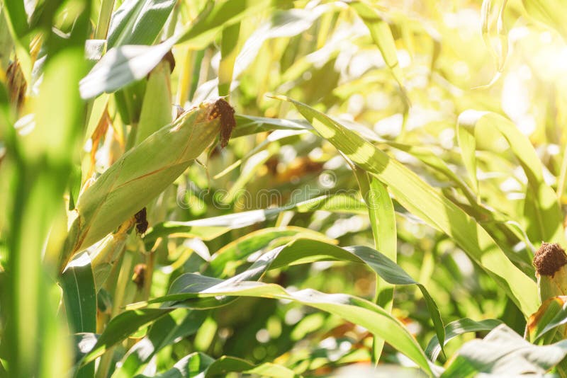 Corn on the Cob Close-up among a Field of High Corn Stock Image - Image ...