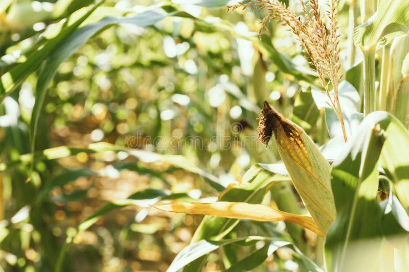 Corn on the Cob Close-up among a Field of High Corn Stock Image - Image ...