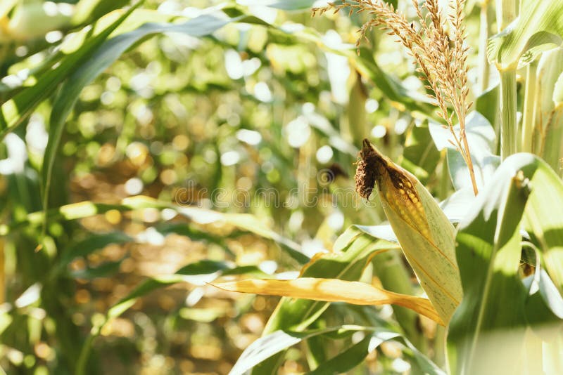 Corn on the Cob Close-up among a Field of High Corn Stock Photo - Image ...