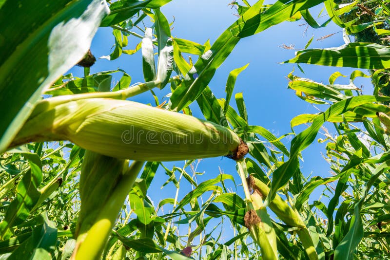 Corn on the Cob Close-up among a Field of High Corn Stock Photo - Image ...