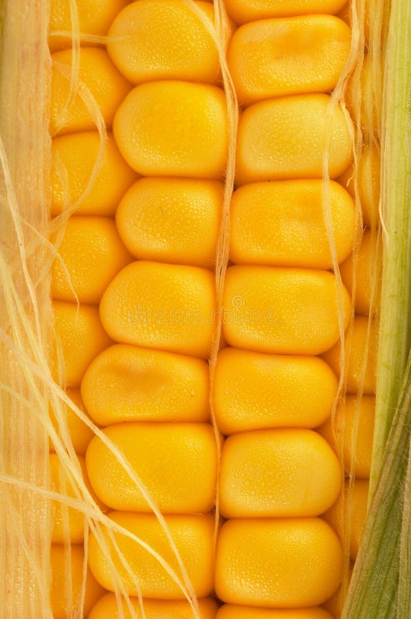 Corn on cob closeup stock photo. Image of market, green - 771334